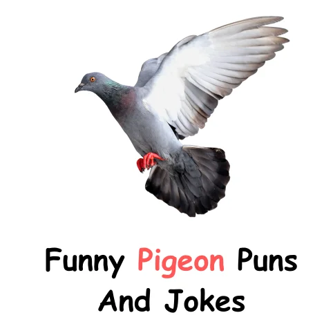130+ Funny Pigeon Puns And Jokes: Coo-tastic Comedy - Puns - Funny Puns
