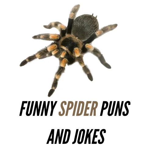 120+ Funny Spider Puns And Jokes: Laughing in the Web - Puns - Funny Puns