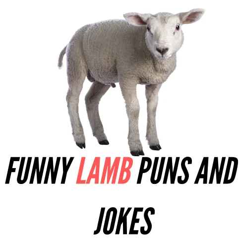 90+ Funny Lamb Puns And Jokes: Baa-hilarious - Puns - Funny Puns